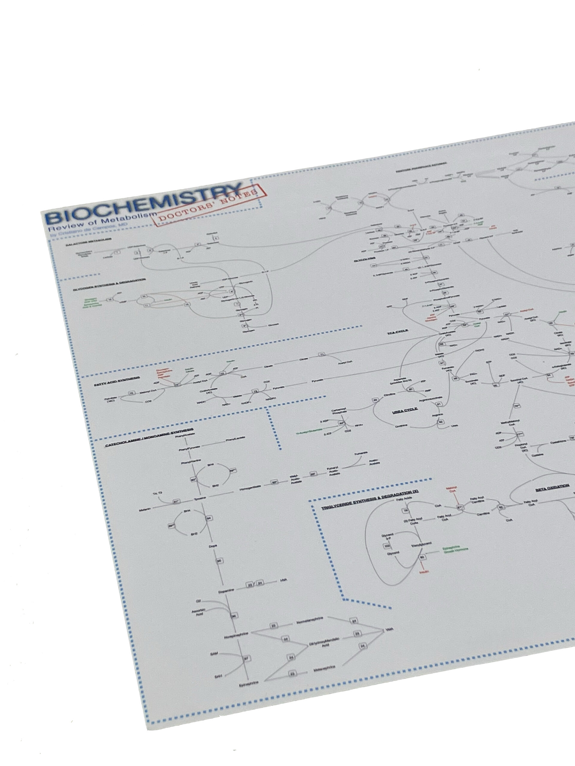 DNLT Medical Biochemistry Pathways Poster (Includes Dry-Erase Markers ...