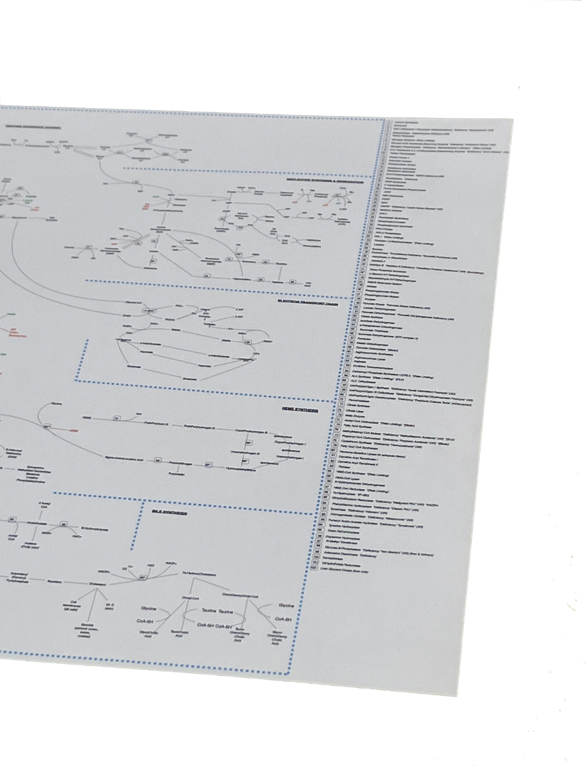 DNLT Medical Biochemistry Pathways Poster (Includes Dry-Erase Markers ...