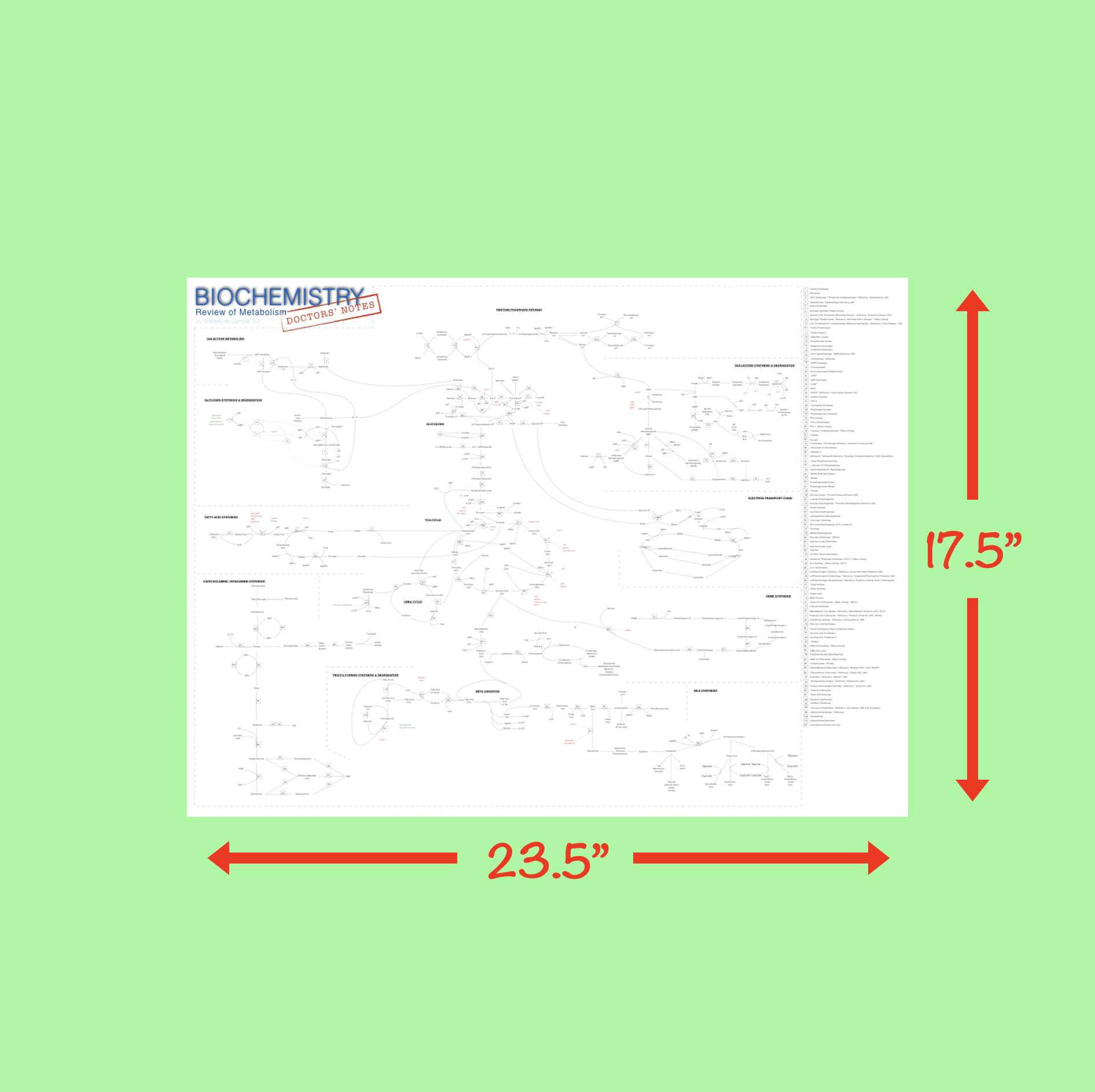DNLT Medical Biochemistry Pathways Poster (Includes Dry-Erase Markers ...
